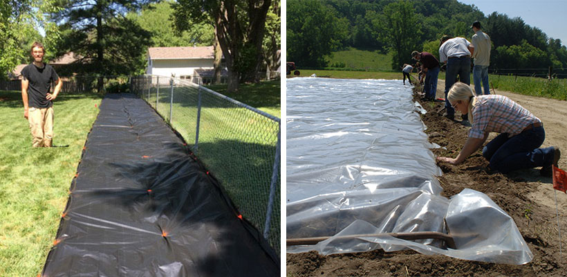 solarization - Prairie Moon Nursery