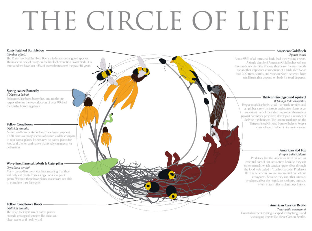 Circle.Of_.Life_.Poster | Prairie Moon Nursery