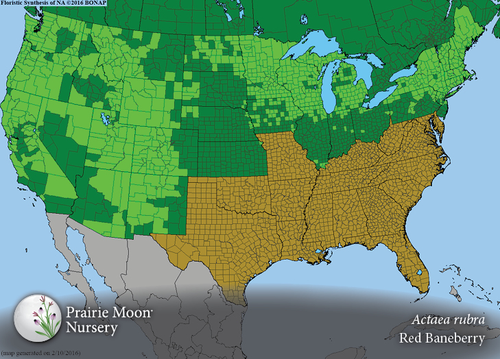 Prairie Moon Nursery :: Seeds :: Actaea rubra (Red Baneberry)