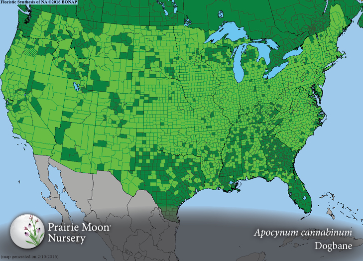 Prairie Moon Nursery :: Seeds :: Apocynum cannabinum (Dogbane)