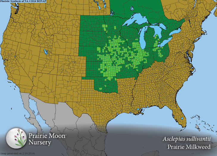 Prairie Moon Nursery :: Seeds :: Asclepias sullivantii (Prairie Milkweed)