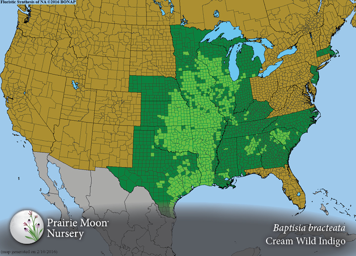 Prairie Moon Nursery :: Seeds :: Baptisia bracteata (Cream Wild Indigo)