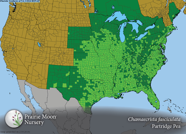 Prairie Moon Nursery :: Seeds :: Chamaecrista fasciculata (Partridge Pea)