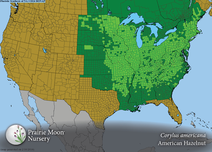 Prairie Moon Nursery :: Plants :: Bare Root Plants :: Corylus americana ...