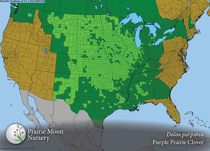 Prairie Moon Nursery :: Seeds :: Dalea purpurea (Purple Prairie Clover)