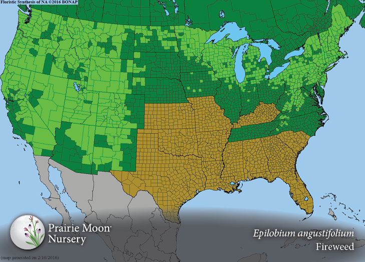 Prairie Moon Nursery :: Seeds :: Epilobium angustifolium (Fireweed)
