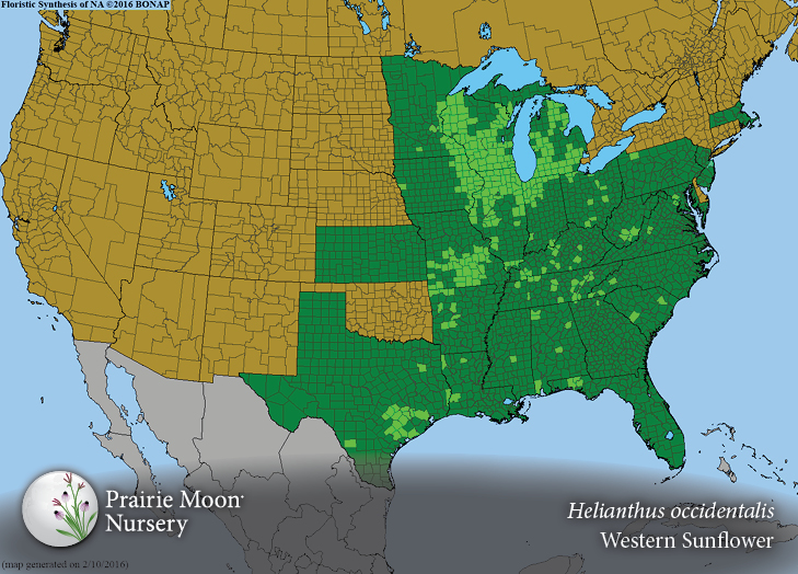 Prairie Moon Nursery :: Seeds :: Helianthus occidentalis (Western ...