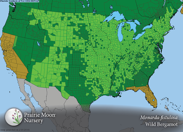 Prairie Moon Nursery :: Seeds :: Monarda fistulosa (Wild Bergamot)