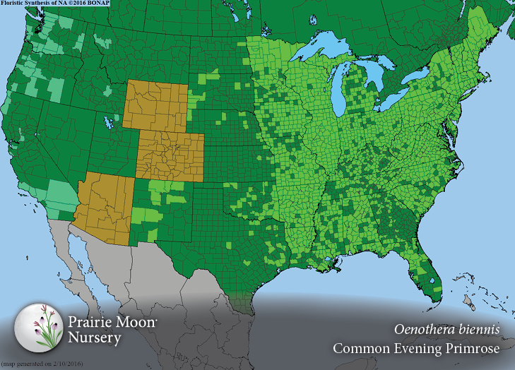 Prairie Moon Nursery :: Seeds :: Oenothera biennis (Common Evening ...