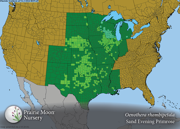 Prairie Moon Nursery :: Seeds :: Oenothera rhombipetala (Sand Evening ...