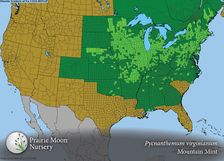 Prairie Moon Nursery :: Seeds :: Pycnanthemum virginianum (Mountain Mint)