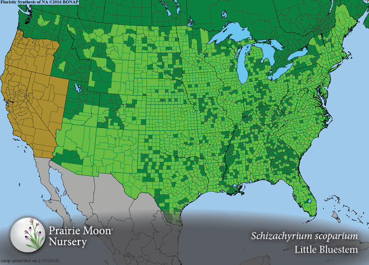 Prairie Moon Nursery :: Seeds :: Schizachyrium scoparium (Little Bluestem)