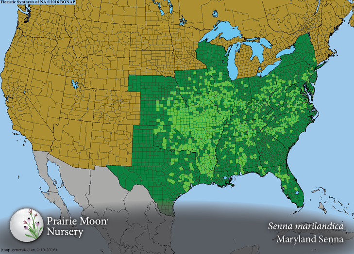Prairie Moon Nursery :: Seeds :: Senna marilandica (Maryland Senna)