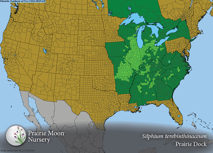 Prairie Moon Nursery :: Seeds :: Silphium terebinthinaceum (Prairie Dock)