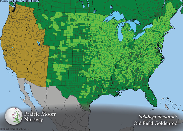 Prairie Moon Nursery :: Seeds :: Solidago nemoralis (Old Field Goldenrod)
