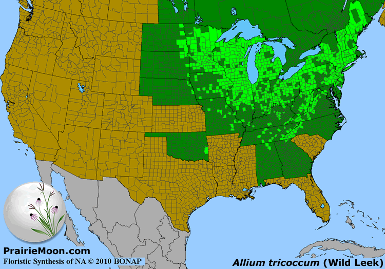 Foraging for ramps/wild leeks : r/food