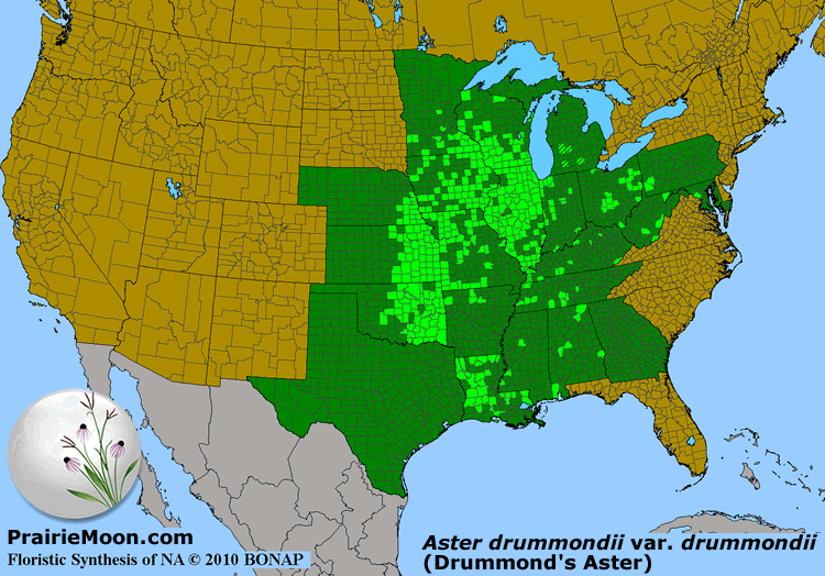 Prairie Moon Nursery :: Seeds :: Aster drummondii (Drummond's Aster)