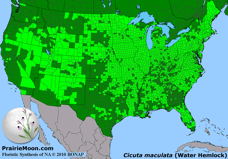 Prairie Moon Nursery :: Seeds :: Cicuta maculata (Water Hemlock)