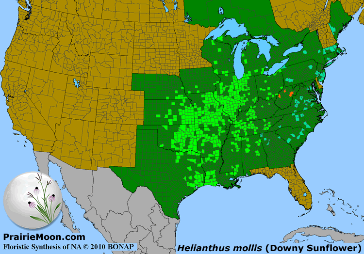 Prairie Moon Nursery :: Seeds :: Helianthus mollis (Downy Sunflower)