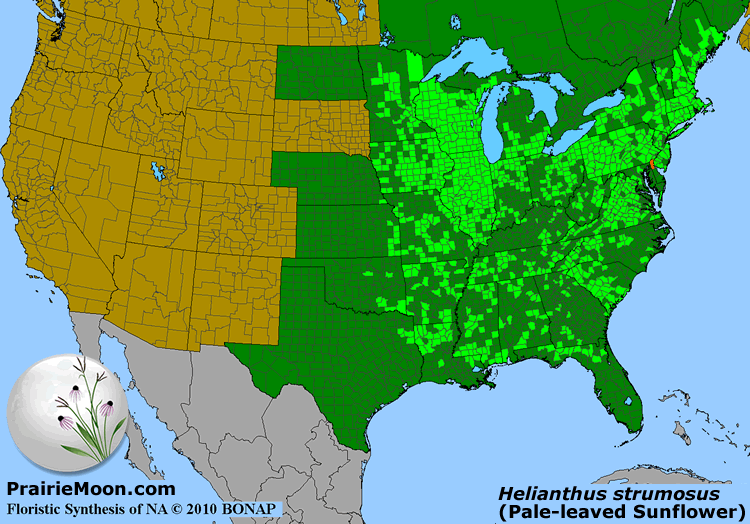 Prairie Moon Nursery :: Seeds :: Helianthus strumosus (Pale-leaved ...
