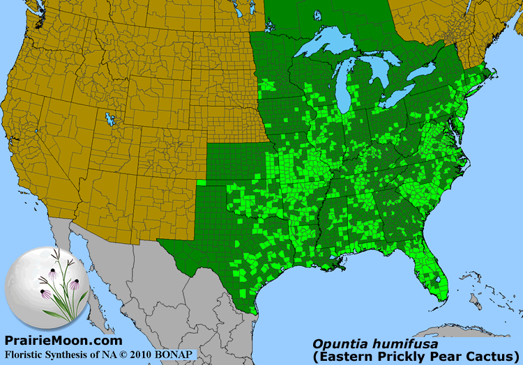 Prairie Moon Nursery :: Seeds :: Opuntia humifusa (Eastern Prickly Pear ...