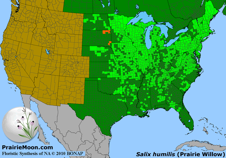 Prairie Moon Nursery :: Salix humilis (Prairie Willow)