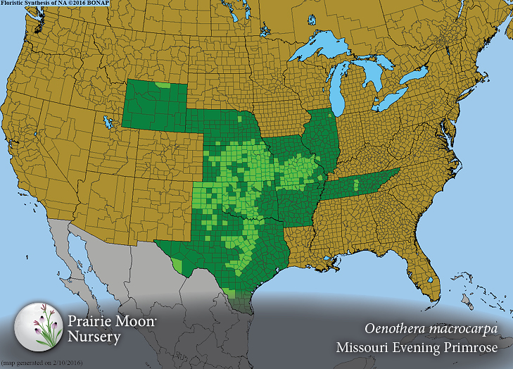 Prairie Moon Nursery :: Seeds :: Oenothera macrocarpa (Missouri Evening ...