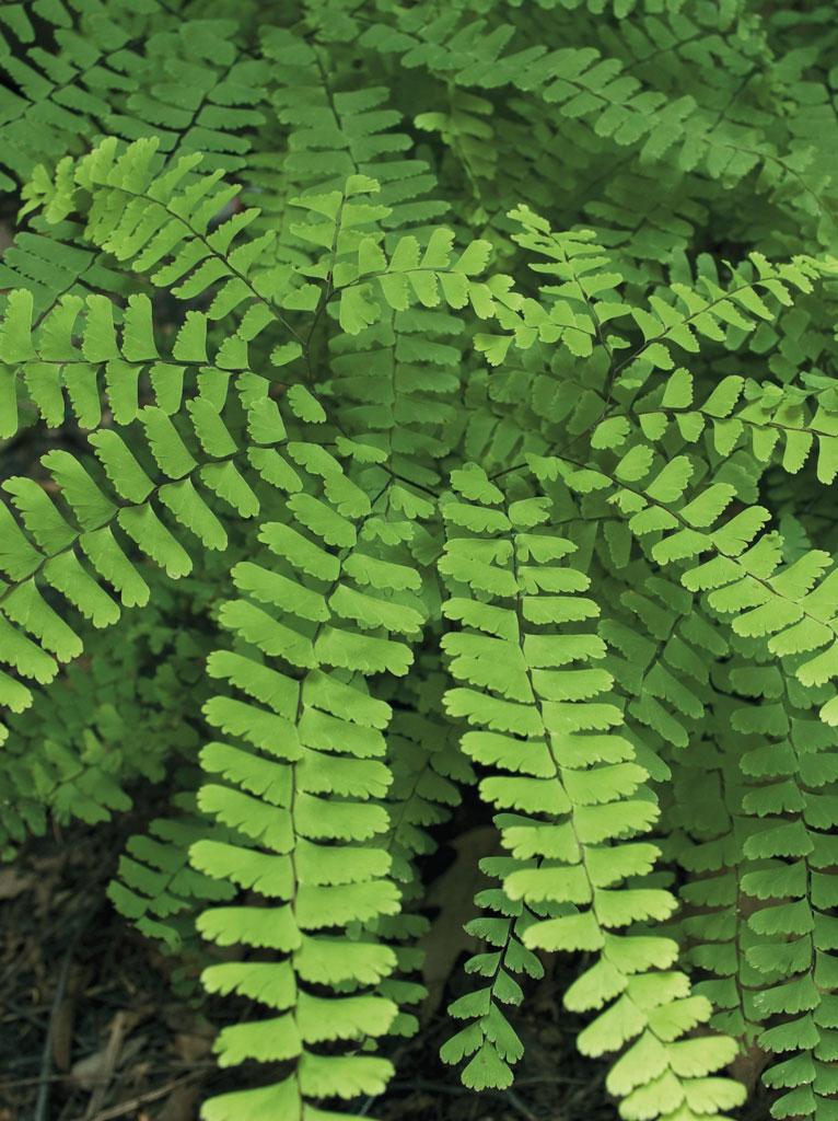 Adiantum pedatum Maidenhair Fern | Prairie Moon Nursery