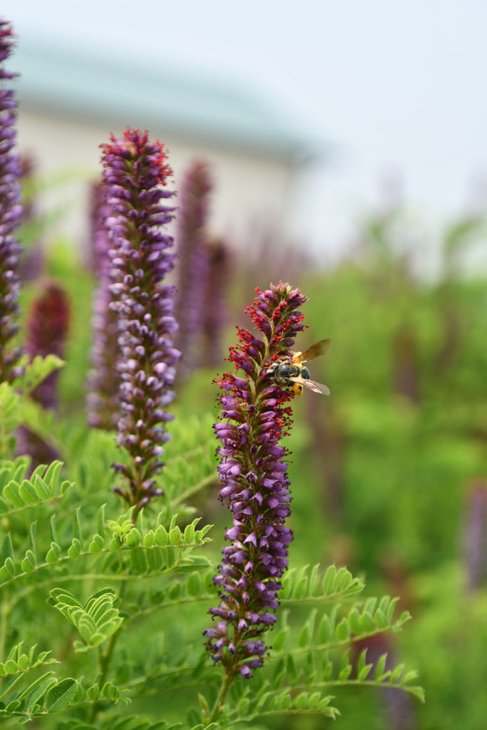 Amorpha nana Fragrant False Indigo | Prairie Moon Nursery