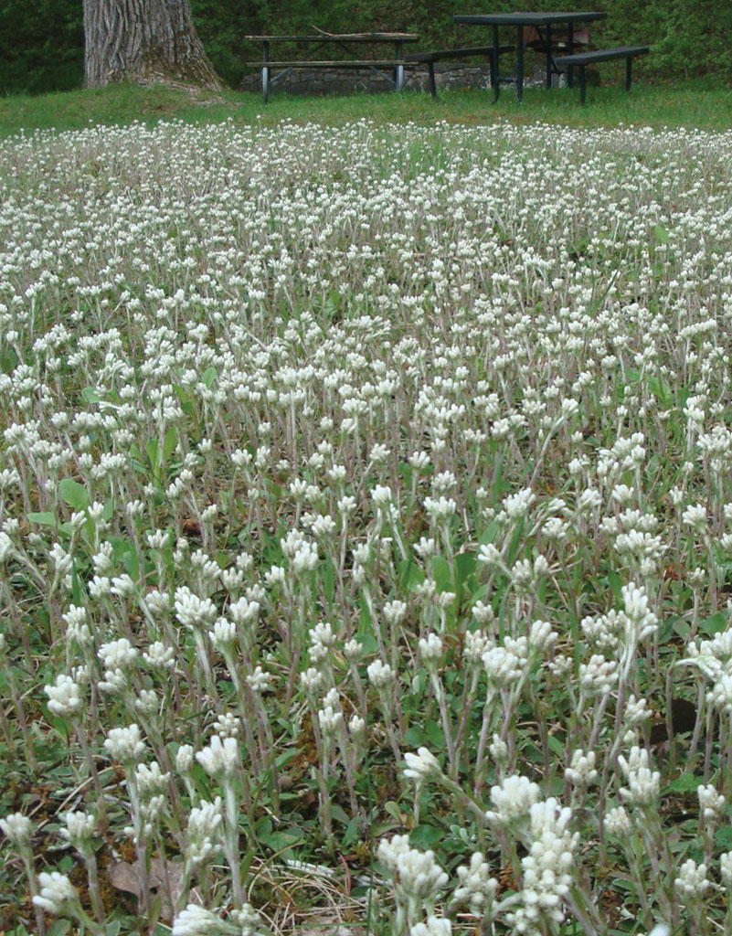 Antennaria plantaginifolia Pussytoes | Prairie Moon Nursery