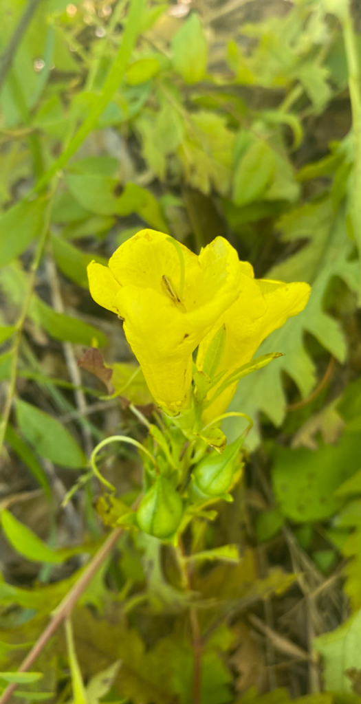 Aureolaria flava Smooth Yellow False Foxglove | Prairie Moon Nursery