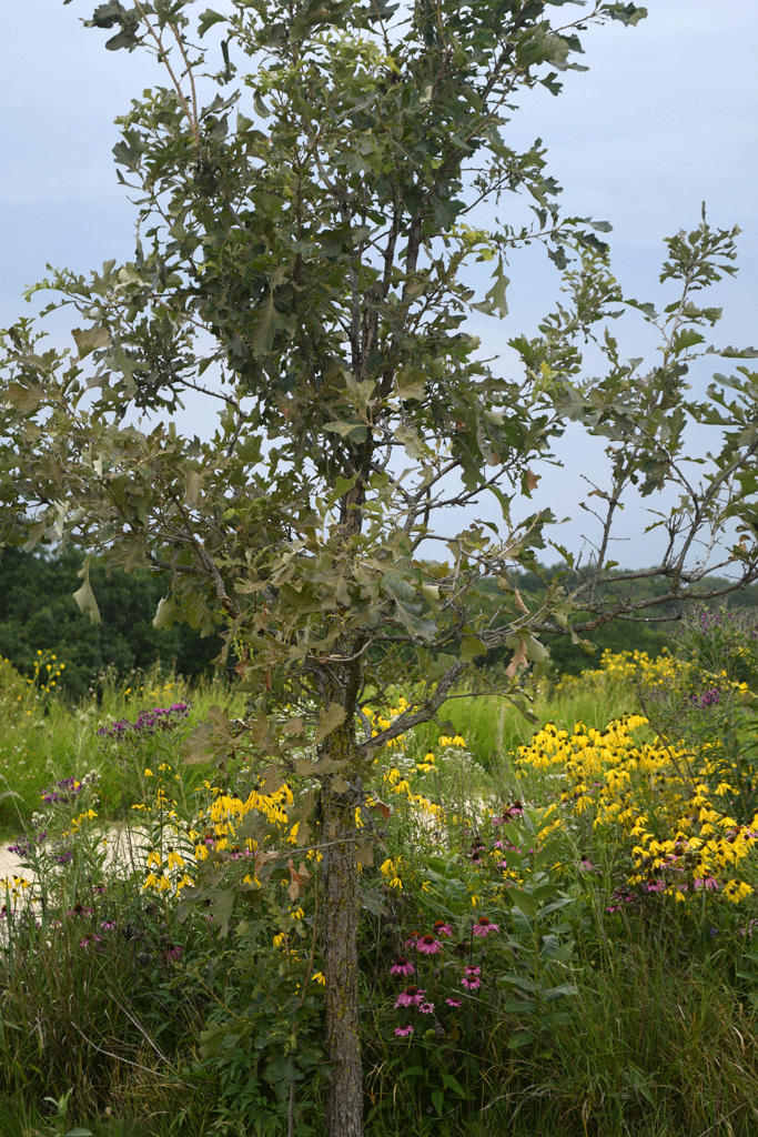 Quercus Macrocarpa Tree