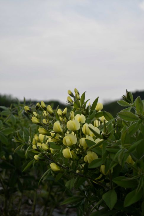 Species Indigo Flower