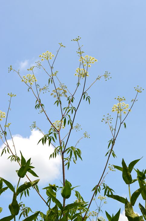 Cicuta Maculata Root