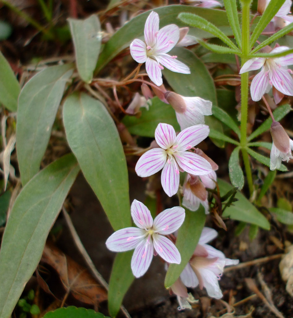Claytonia caroliniana Carolina Spring Beauty | Prairie Moon Nursery