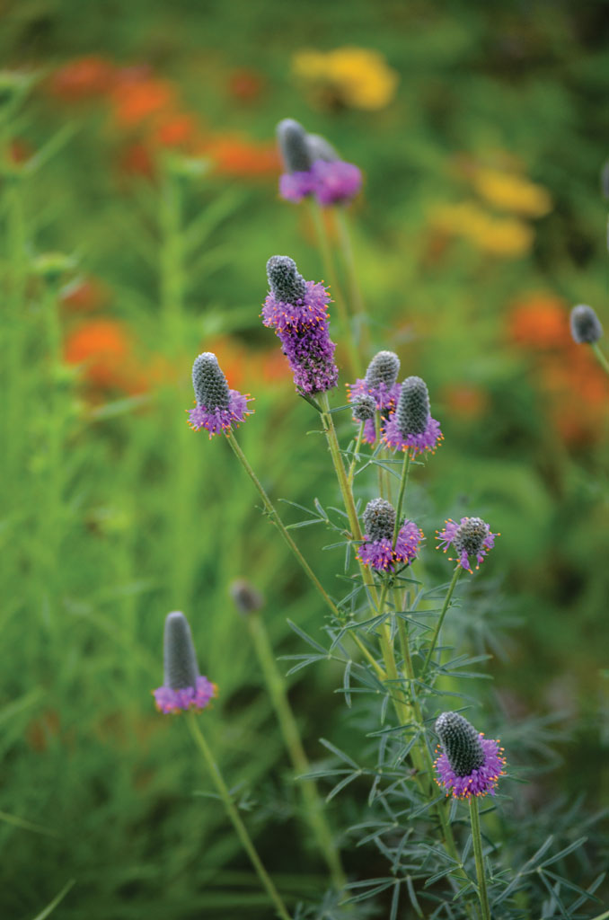 Purple Prairie Flower