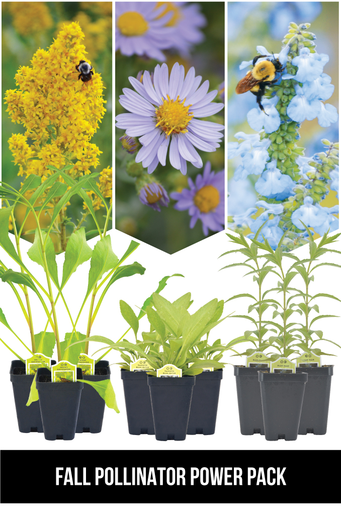 Fall Pollinator Power Pack | Prairie Moon Nursery