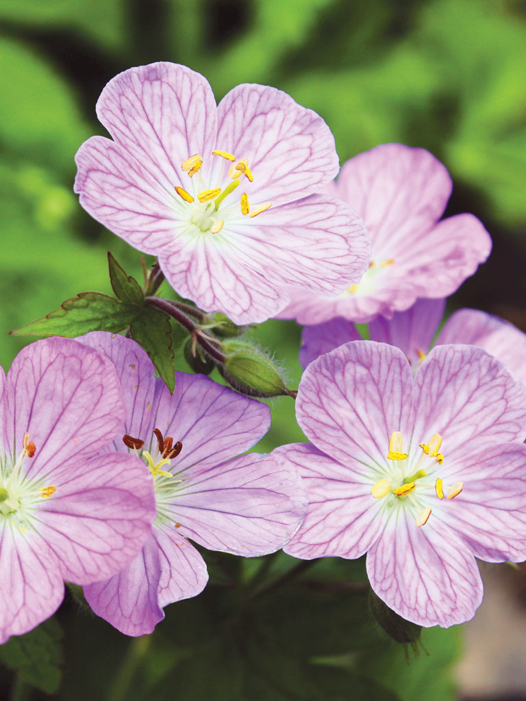 Geranium maculatum Wild Geranium | Prairie Moon Nursery