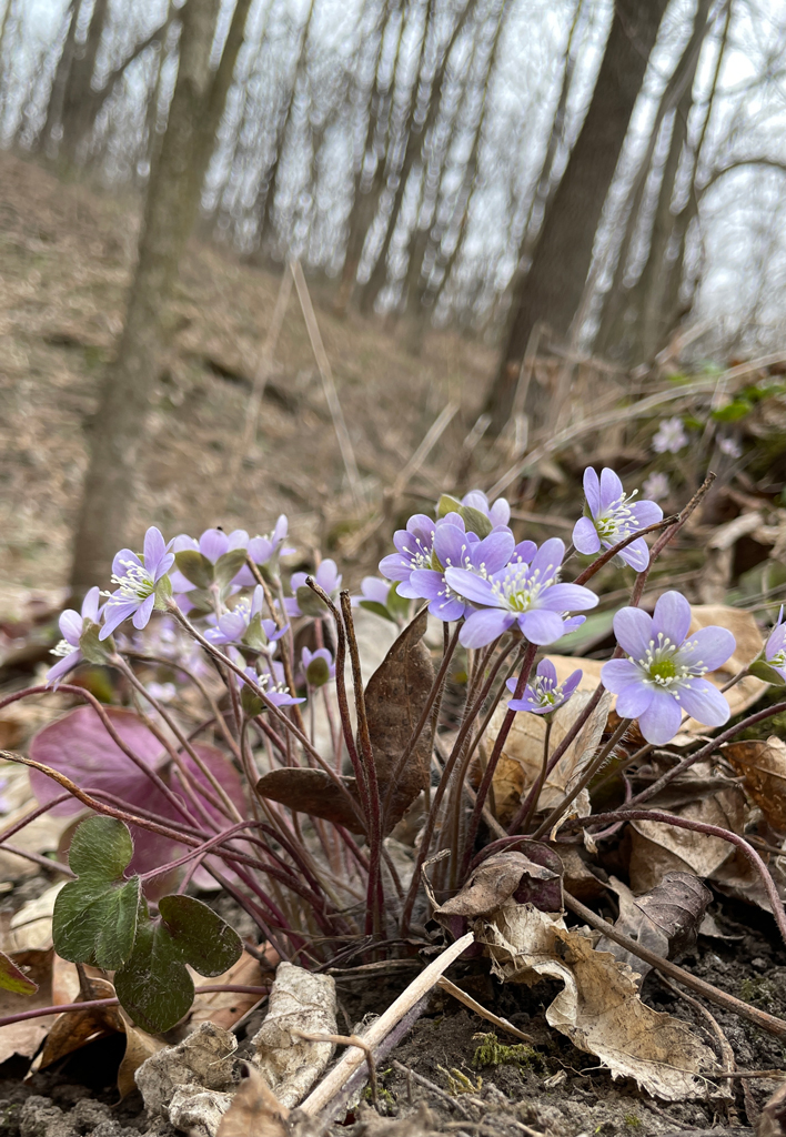 Hepatica americana Round-lobed Hepatica | Prairie Moon Nursery