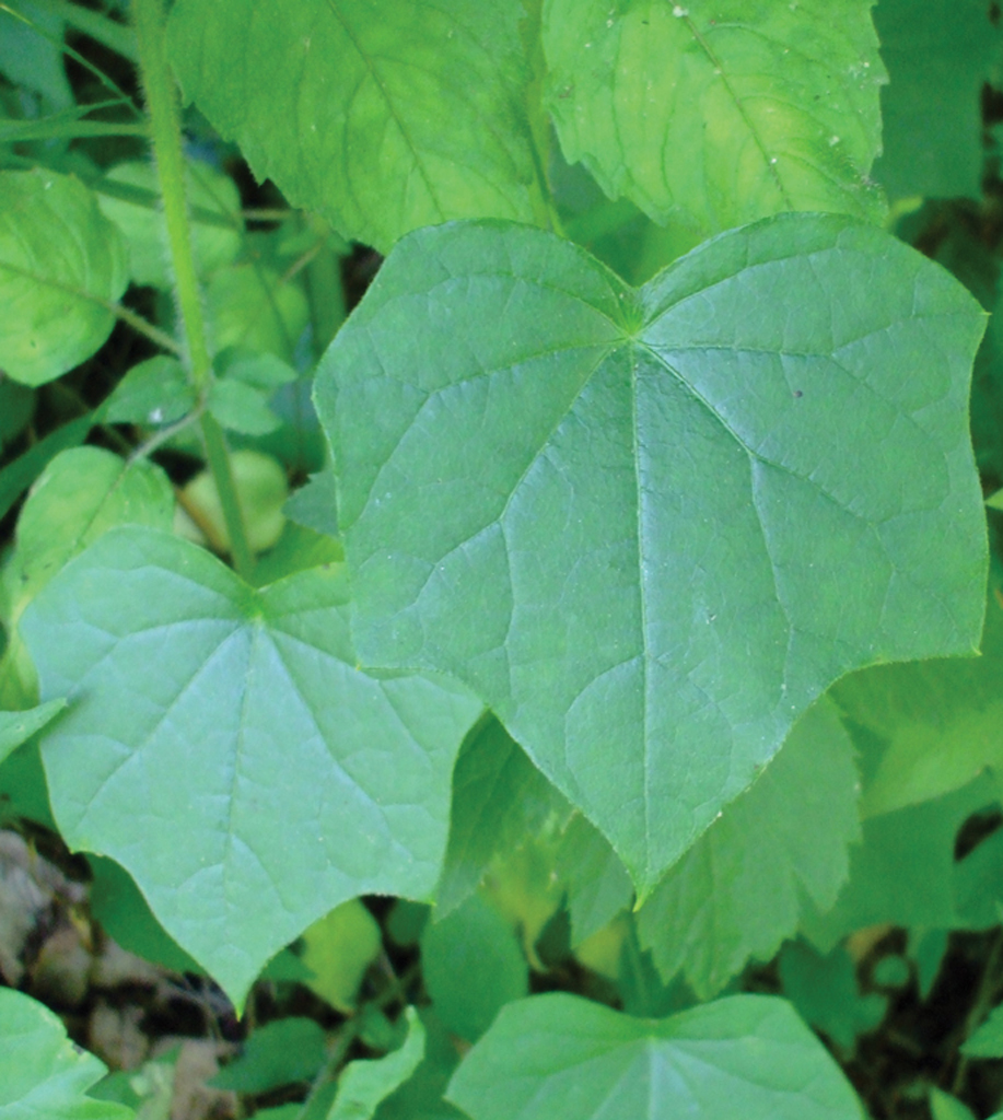 Menispermum canadense Moonseed | Prairie Moon Nursery