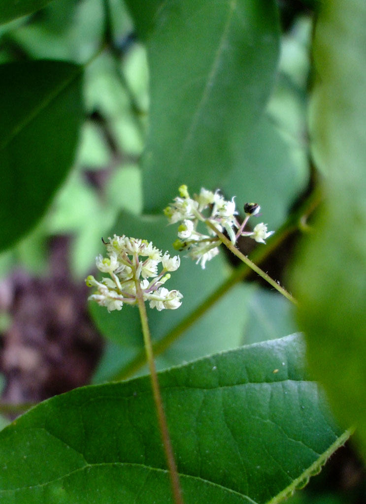 Menispermum canadense Moonseed | Prairie Moon Nursery