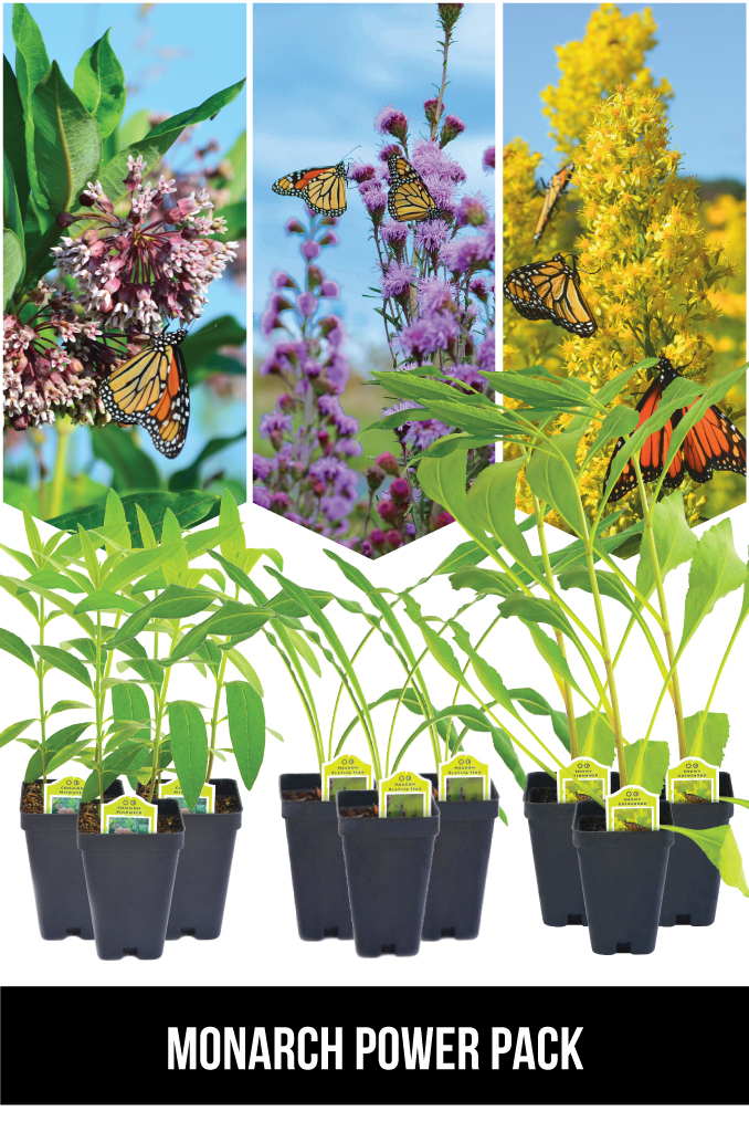 Monarch Pollinator Power Pack | Prairie Moon Nursery
