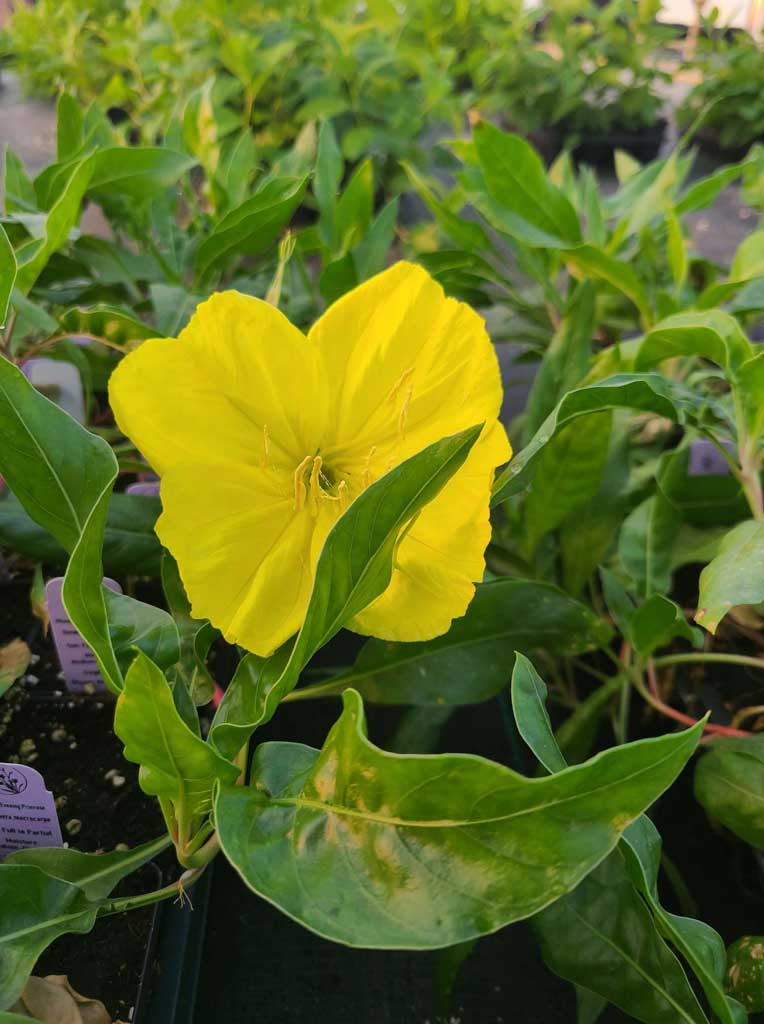 Oenothera macrocarpa Missouri Evening Primrose | Prairie Moon Nursery