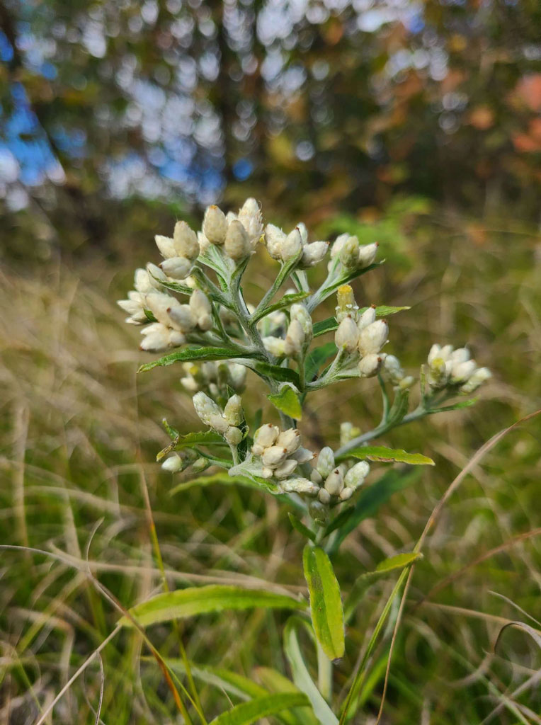 Pseudognaphalium obtusifolium Sweet Everlasting | Prairie Moon Nursery
