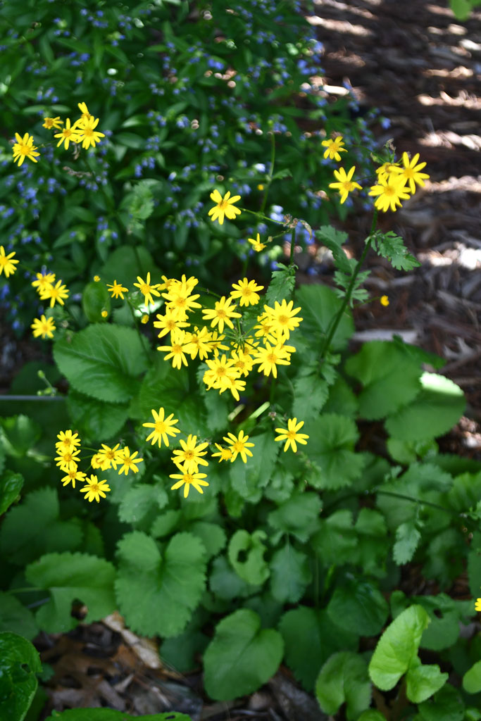 Packera aurea Golden Ragwort | Prairie Moon Nursery