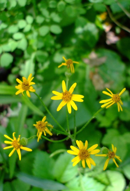 Senecio Aureus