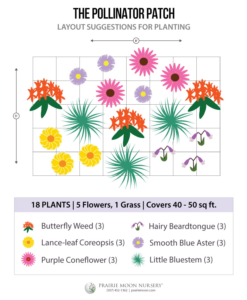 Pollinator Patch Garden Kit | Prairie Moon Nursery