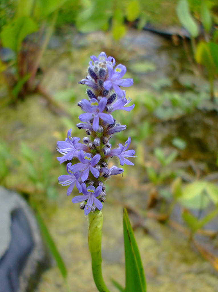 Pontederia cordata Pickerelweed | Prairie Moon Nursery