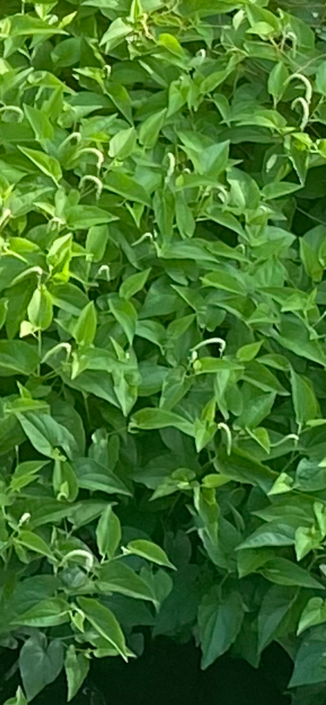 Saururus cernuus Lizard's Tail | Prairie Moon Nursery