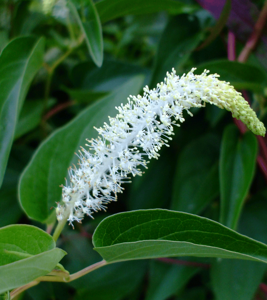 Saururus cernuus Lizard's Tail | Prairie Moon Nursery